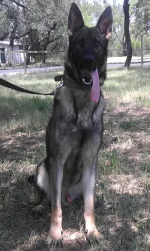K9 Working Dogs K9 Global Training Academy