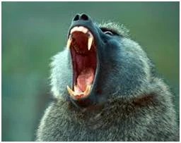 Collective Nouns – Kaalkop