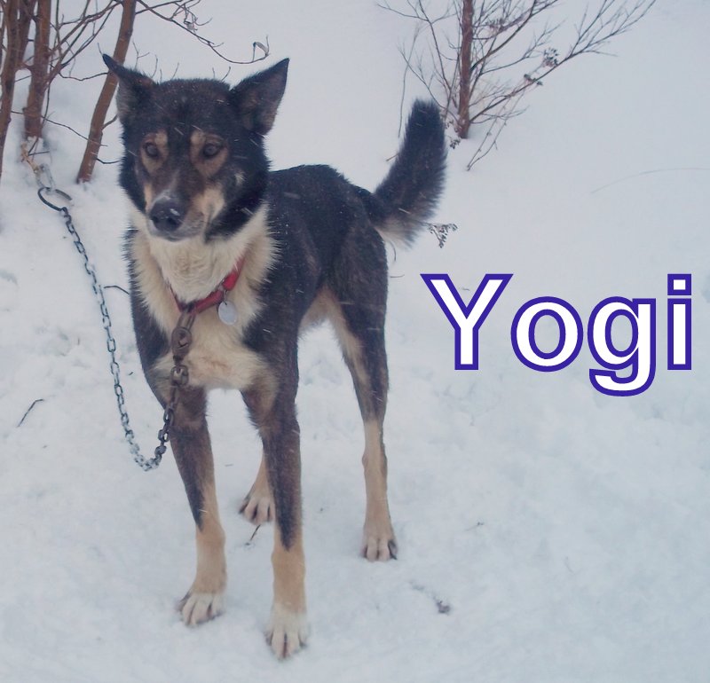 Meet Team Kaiser 2012! – Kaiser Racing Kennel – Bethel, Alaska