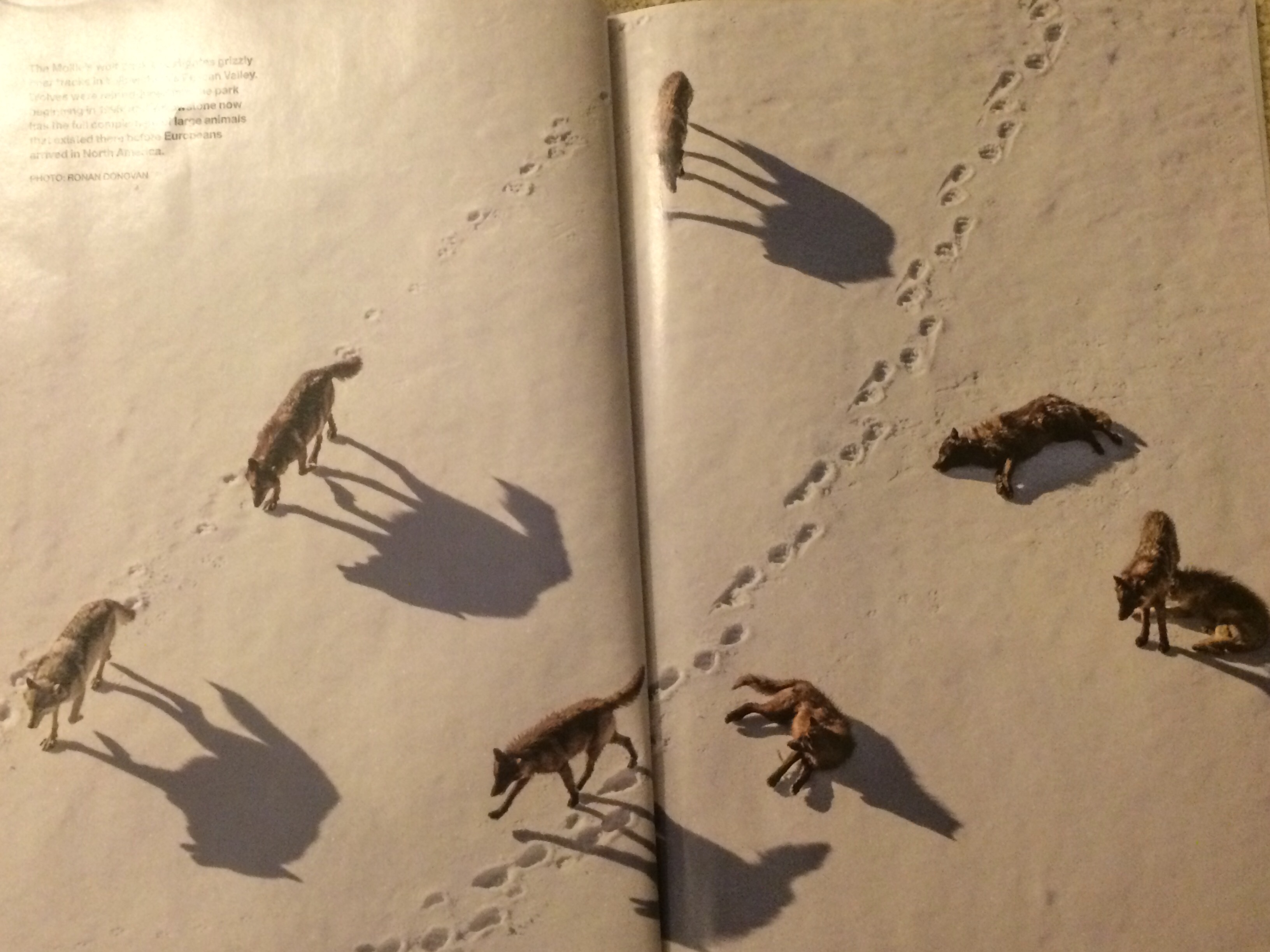 Yellowstone-wolf-pack | Kate on Conservation