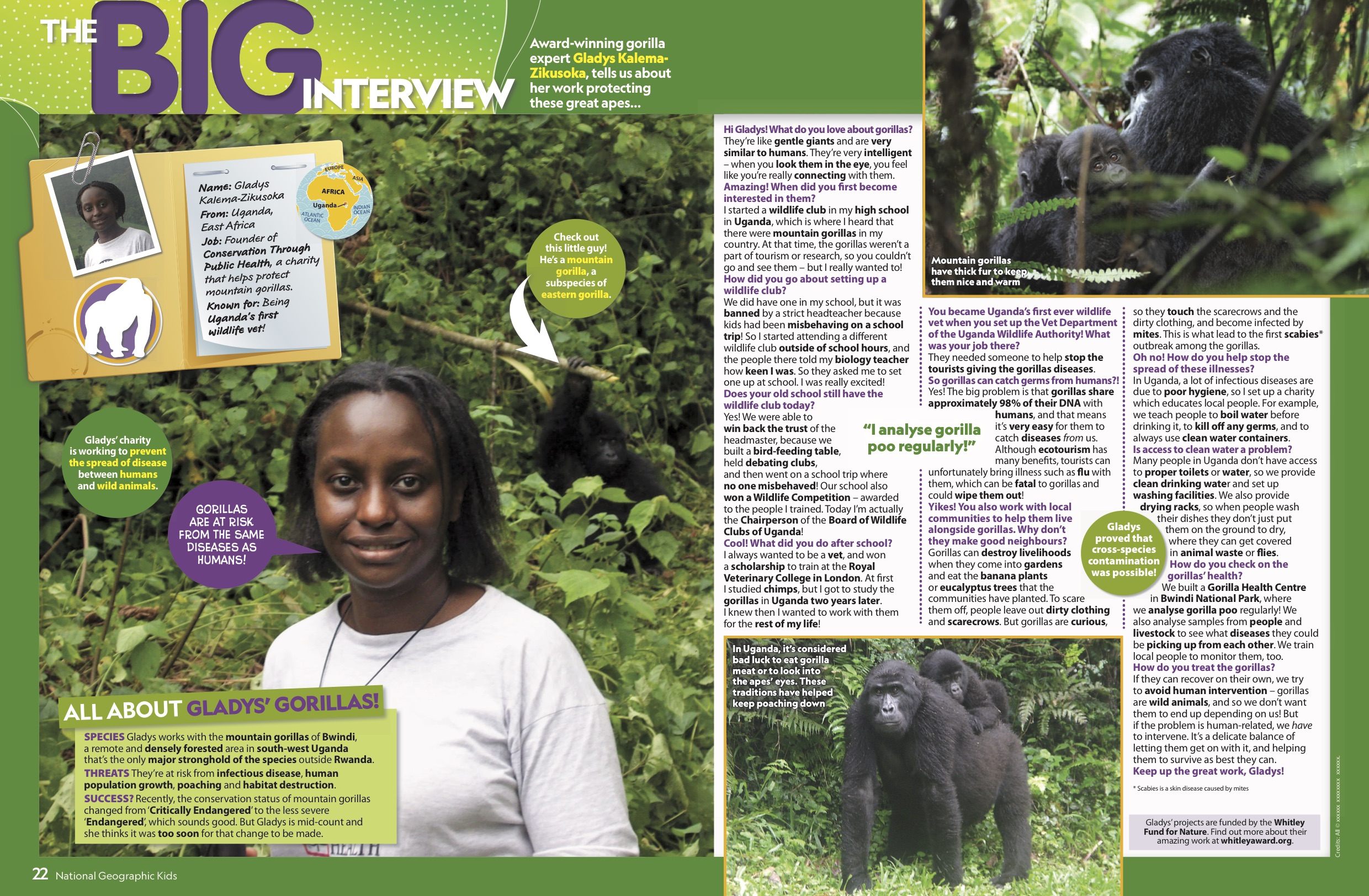 World Gorilla Day: Will better public health save Uganda's gorillas ...