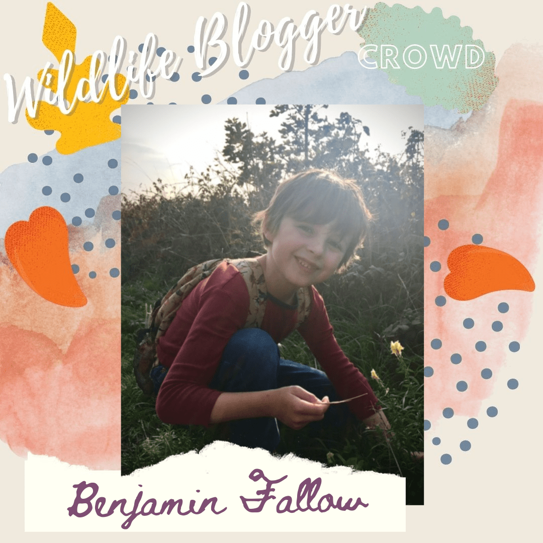 100 Wildlife Bloggers Who are Bettering the World | Kate on Conservation