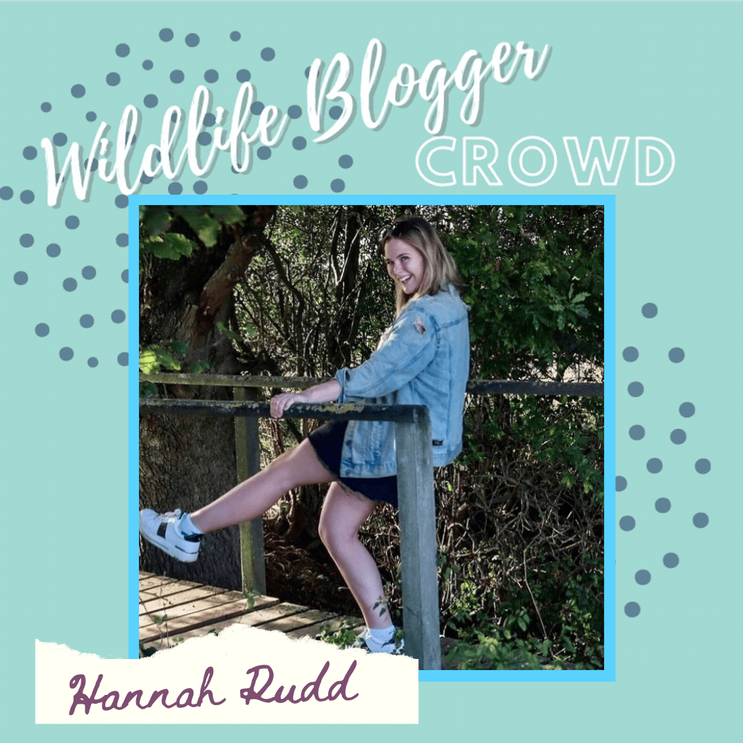 100 Wildlife Bloggers Who are Bettering the World | Kate on Conservation