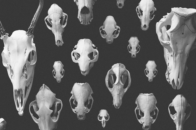 Skull Cleaning 101 - THE DAINTY SQUID