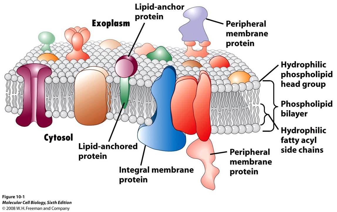 ROLES PLAYED BY MEMBRANES IN DISEASES AND TWO MODEL DISEASE EXAMPLES ...