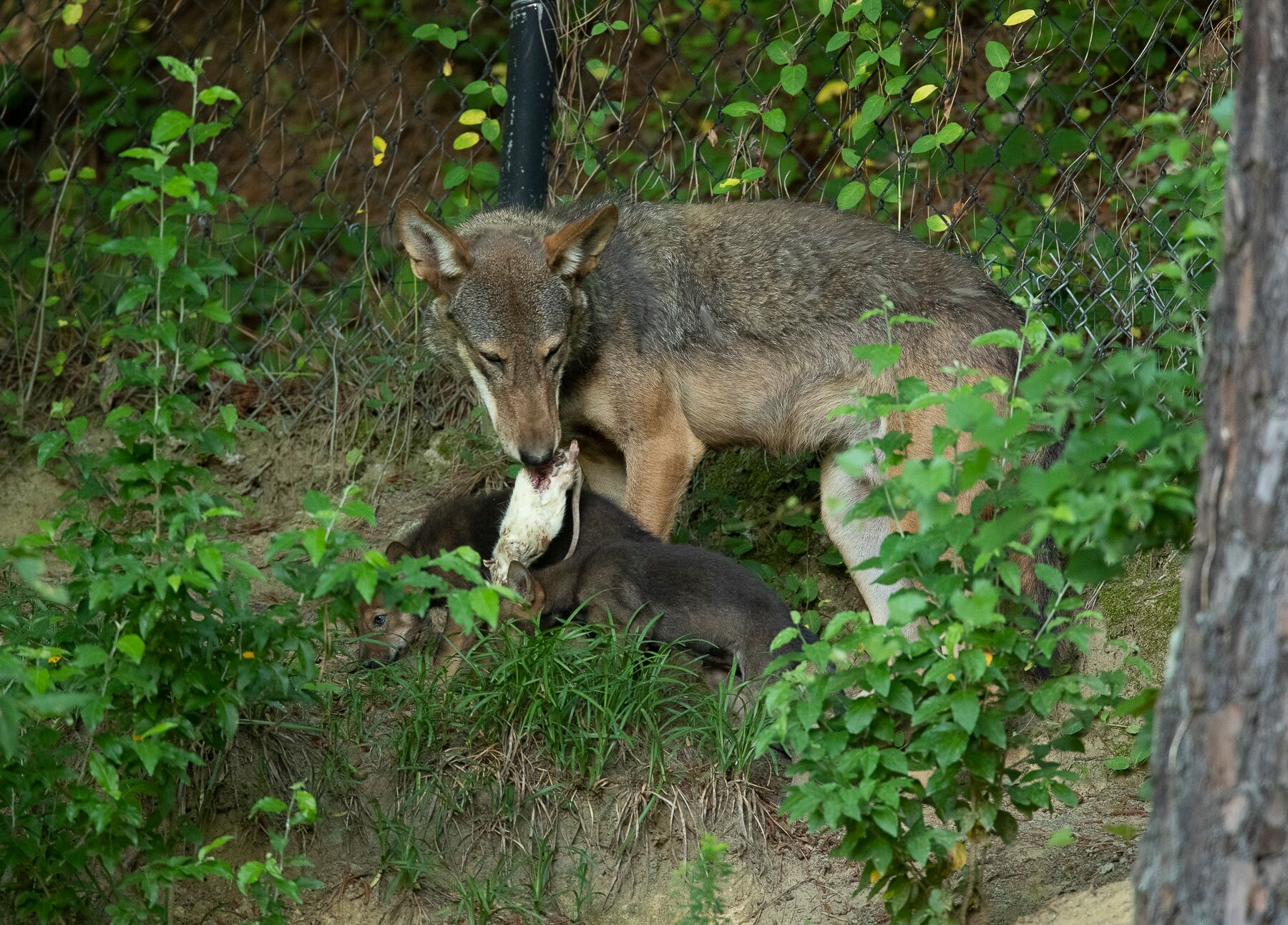 being-a-big-brother-animal-keeper-blog