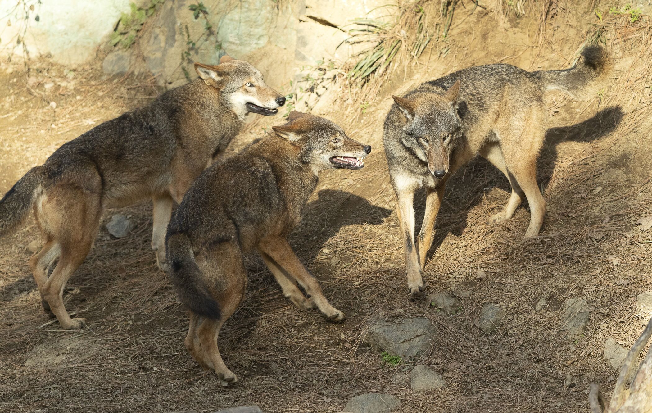 Wolf Transfer Day: let’s talk about crates | Animal Keeper Blog