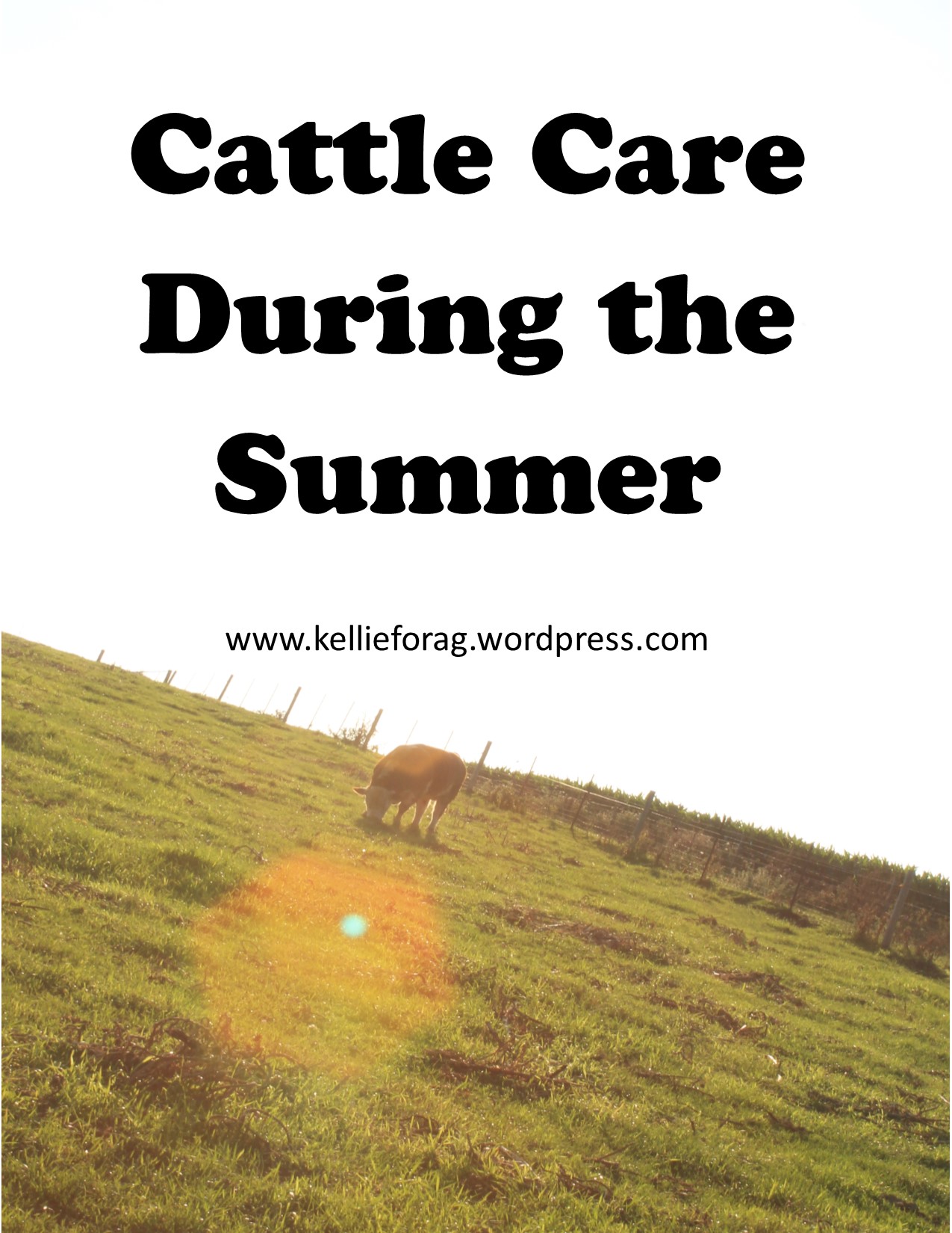 Cattle Up Keep During the Summer ~ Kellie For Ag