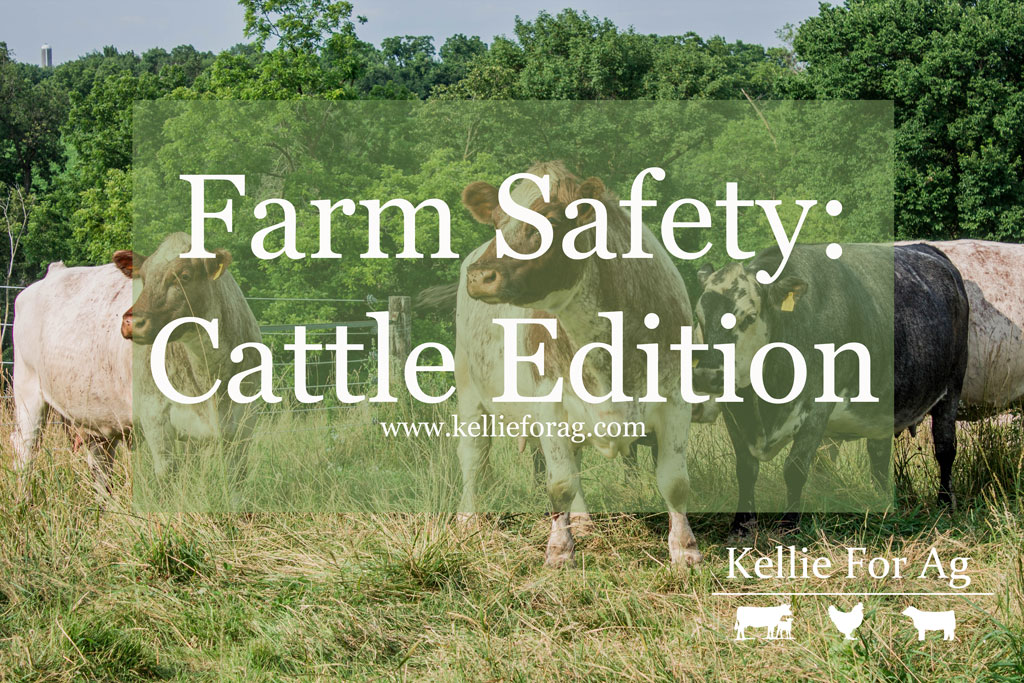 Farm Safety: Cattle Edition - Kellie For Ag