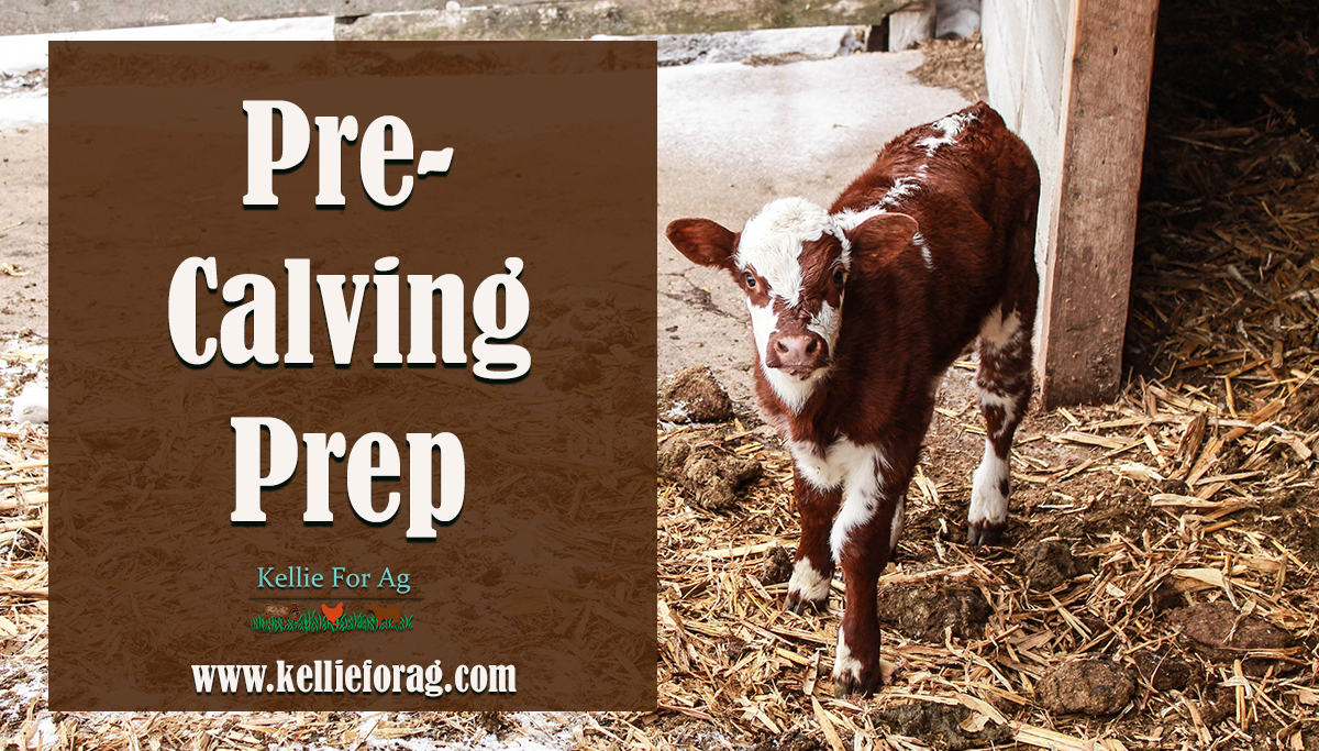 Pre-Calving Prep - Kellie For Ag