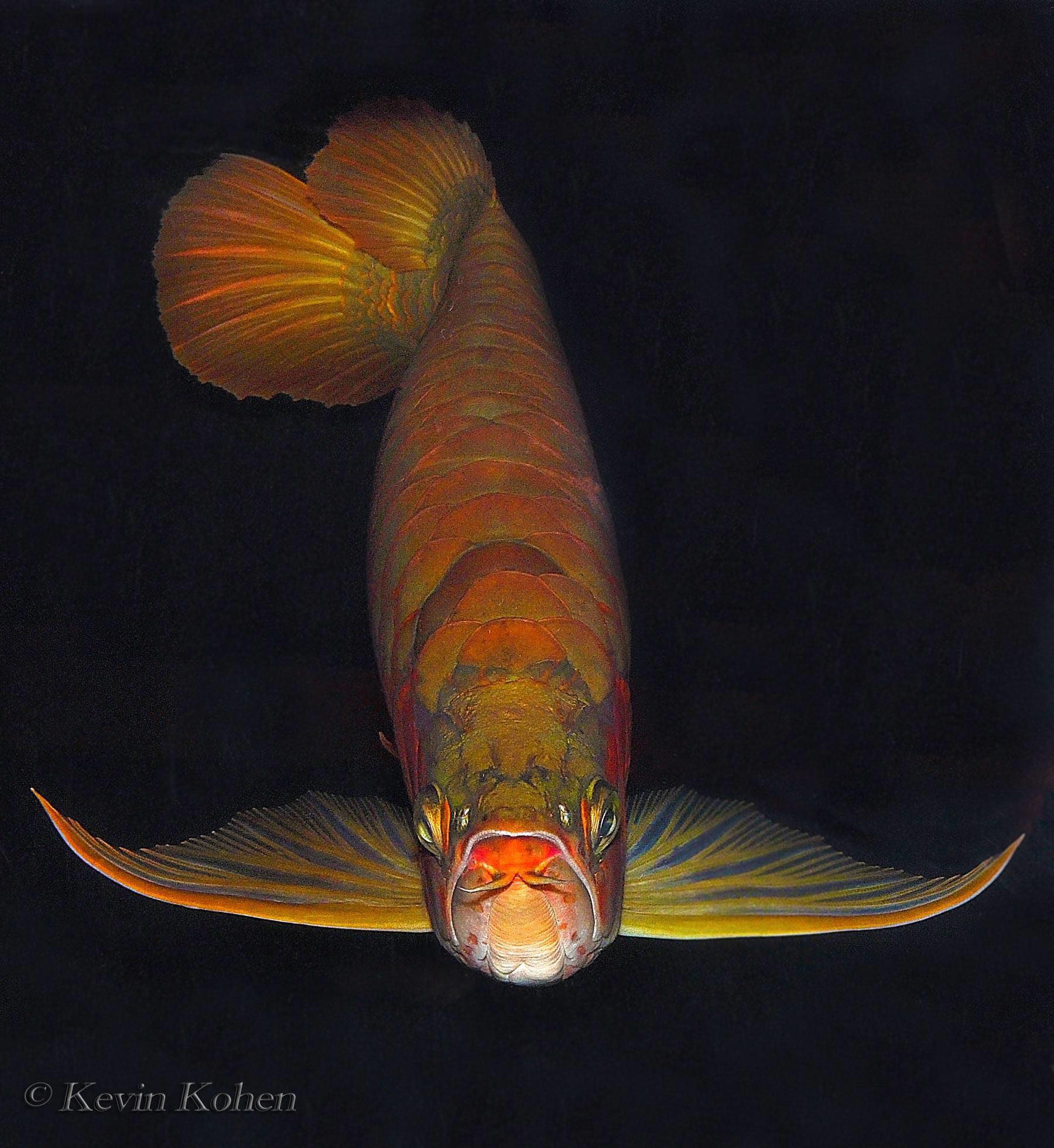 Red Dragon - Kevin Kohen