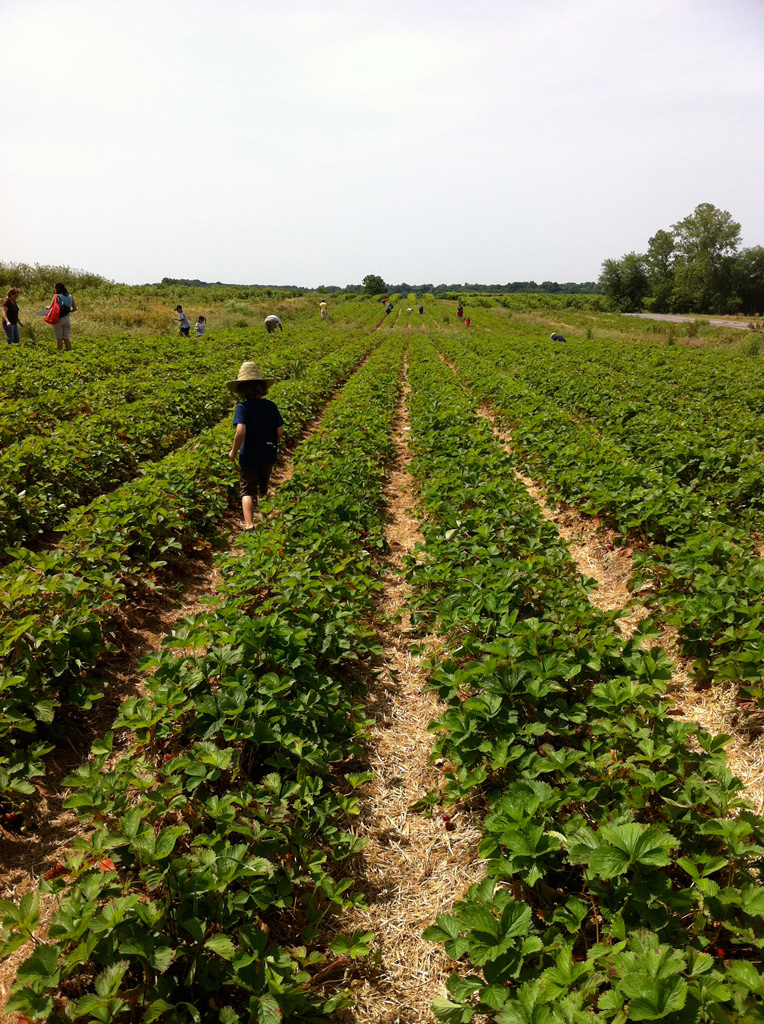 Take Your Pick at Local Farms | KidFriendly DC