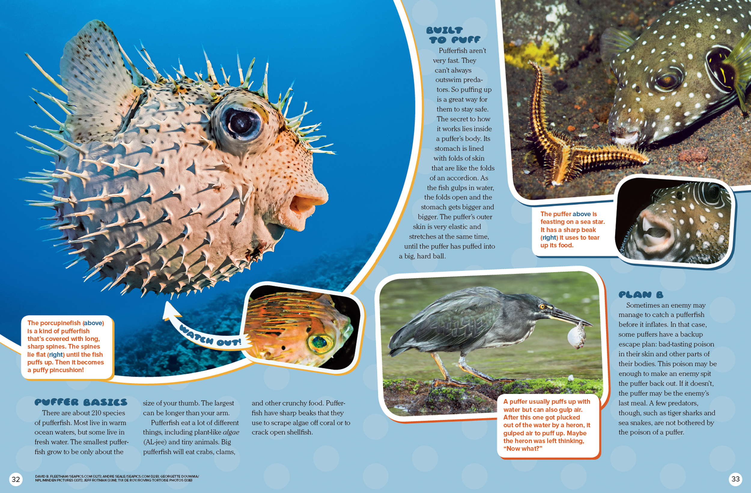 Fishy Puffer-Uppers - NWF | Ranger Rick