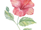 Chinese Hibiscus