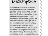 Chinese Hibiscus