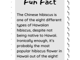 Chinese Hibiscus