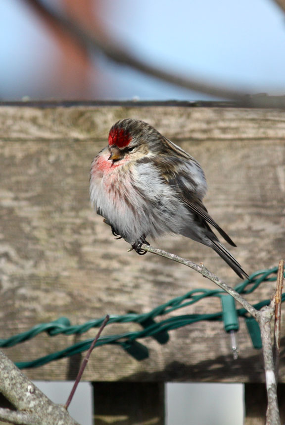 Redpolls Return! | Kim Smith Films