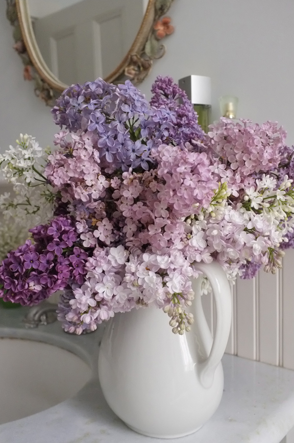 The most highly scented lilacs | Kim Smith Films