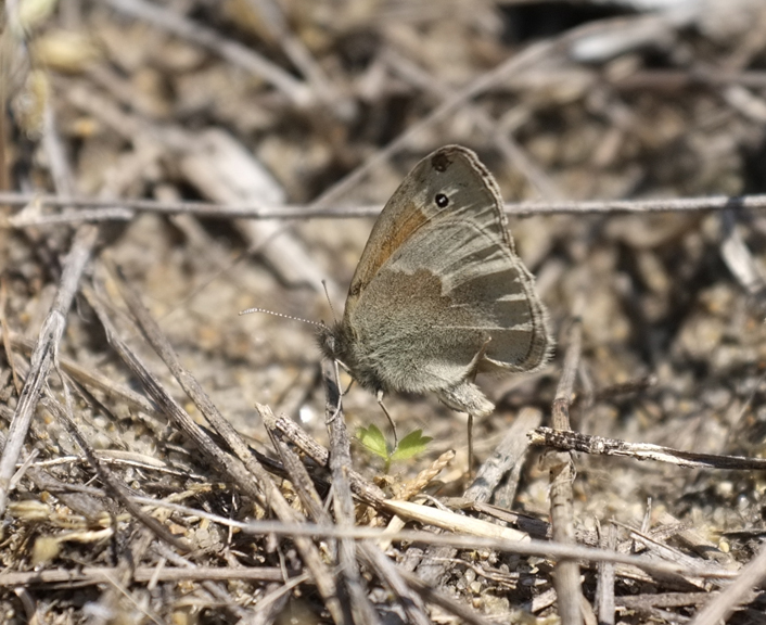 Fujifilm x100 Butterflies! | Kim Smith Films