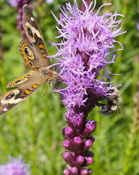 Question Mark Butterfly | Kim Smith Films