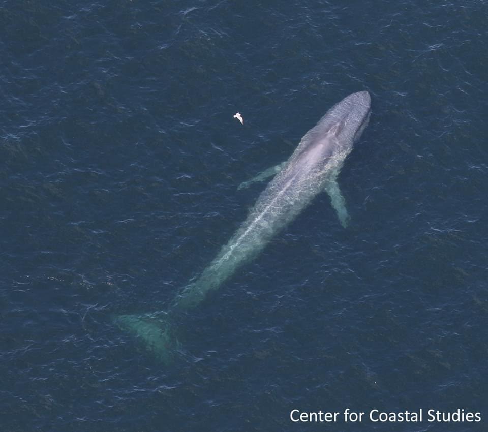 BLUE WHALE SPOTTED OFF THE MASSACHUSETTS COASTLINE!! | Kim Smith Films