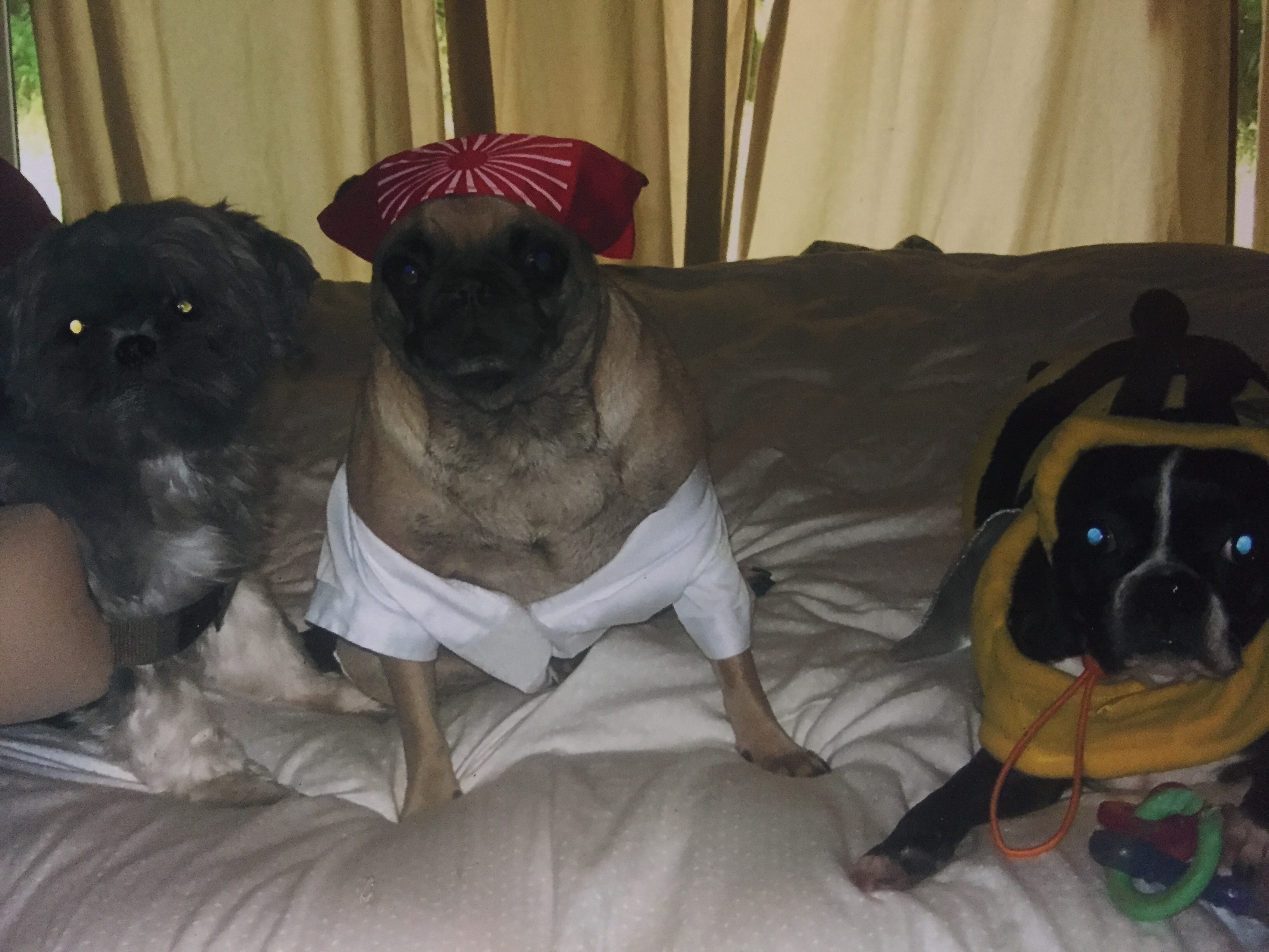 Introducing a New Pup to Your Pack: Ruby’s Story | Kings River Life ...