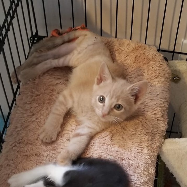 Valley Animal Center: Jared | Kings River Life Magazine