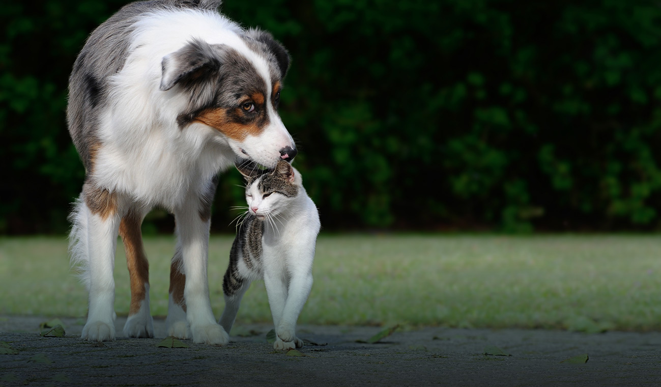 Homepage Kirkpatrick Foundation