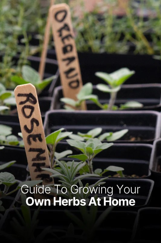 Guide To Growing Your Own Herbs At Home Kitsters