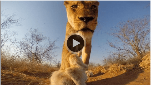 Lioness Steals a GoPro! – The Fox's Den