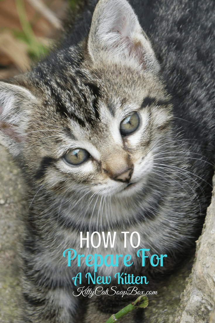 Get Ready for A New Kitten | KittyCatSoapBox