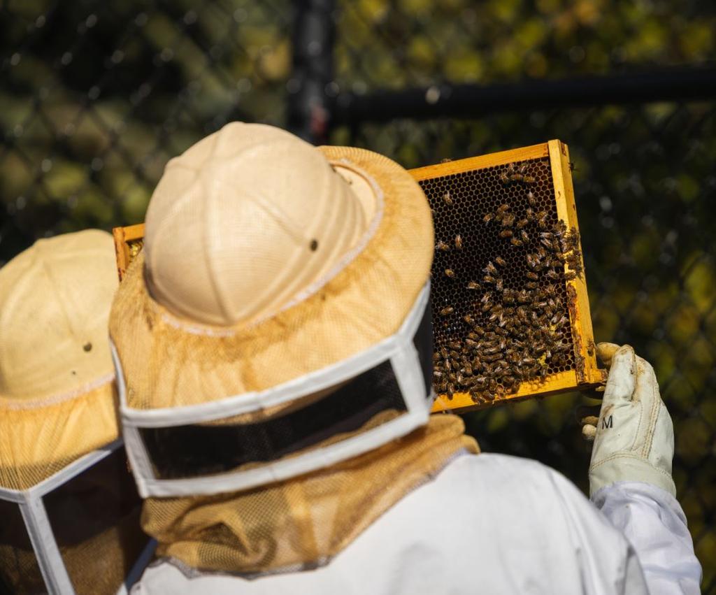 Oregon Tech’s Bee Club prepare their on-campus beehives for winter | Klamath Alerts