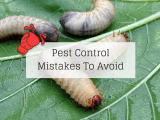 Pest Control Mistakes To Avoid Knockout Pest Control