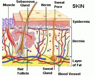 The Human Skin As A Sense Of Touch - Knowledge Base