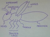 Insect Identification