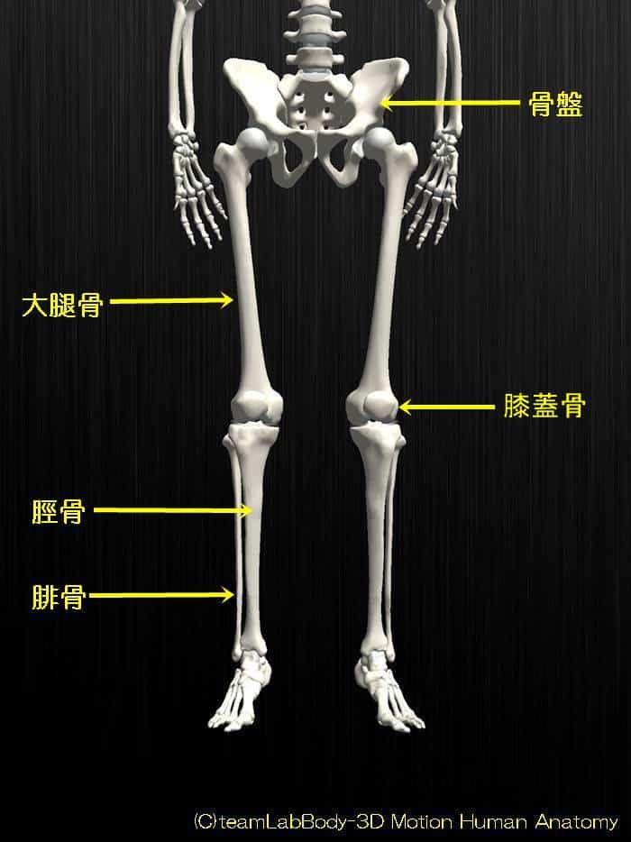人体の骨の名称と数を解剖のイラストを用いて詳しく解説 | 股関節の痛みの原因を治療する