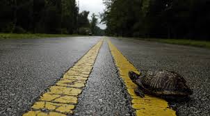 Country Roads, Turtles and Muscle Cars - Kolin Mofield, Author