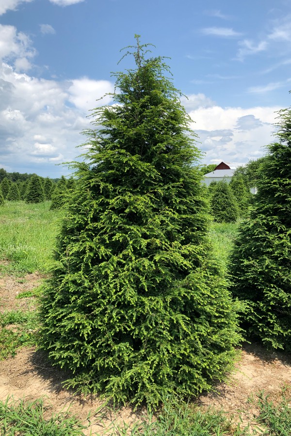 Hemlock – Landscape – Korson’s Tree Farms