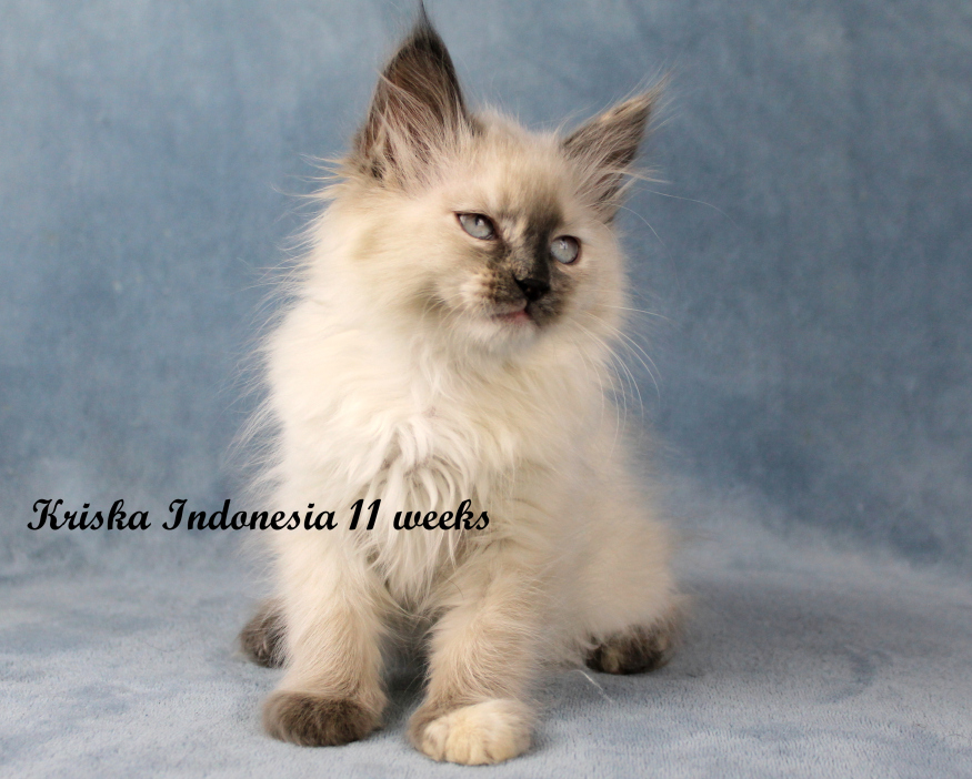 Kriska Indonesia Chernushka – Kriska Siberians