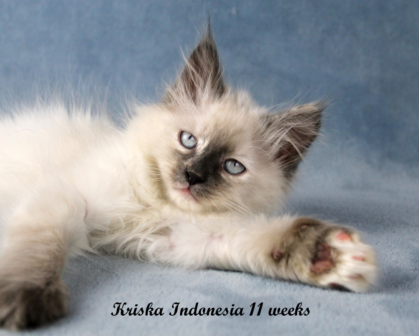 Kriska Indonesia Chernushka – Kriska Siberians