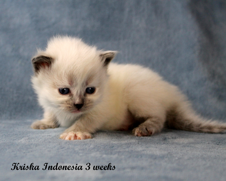Kriska Indonesia Chernushka – Kriska Siberians