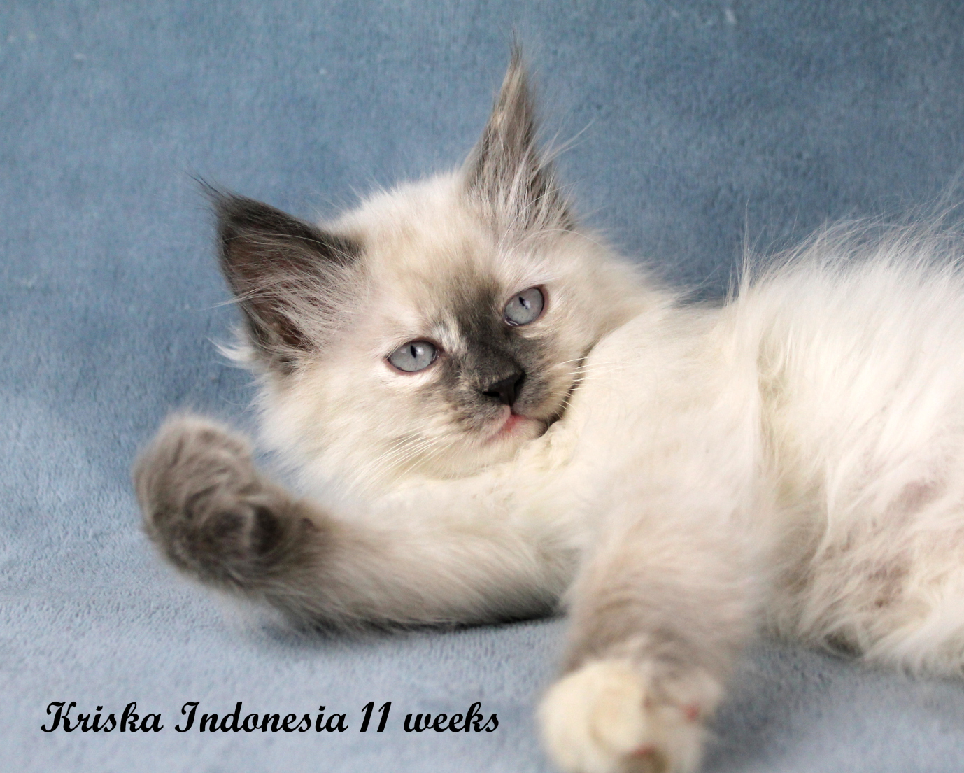 Kriska Indonesia Chernushka – Kriska Siberians