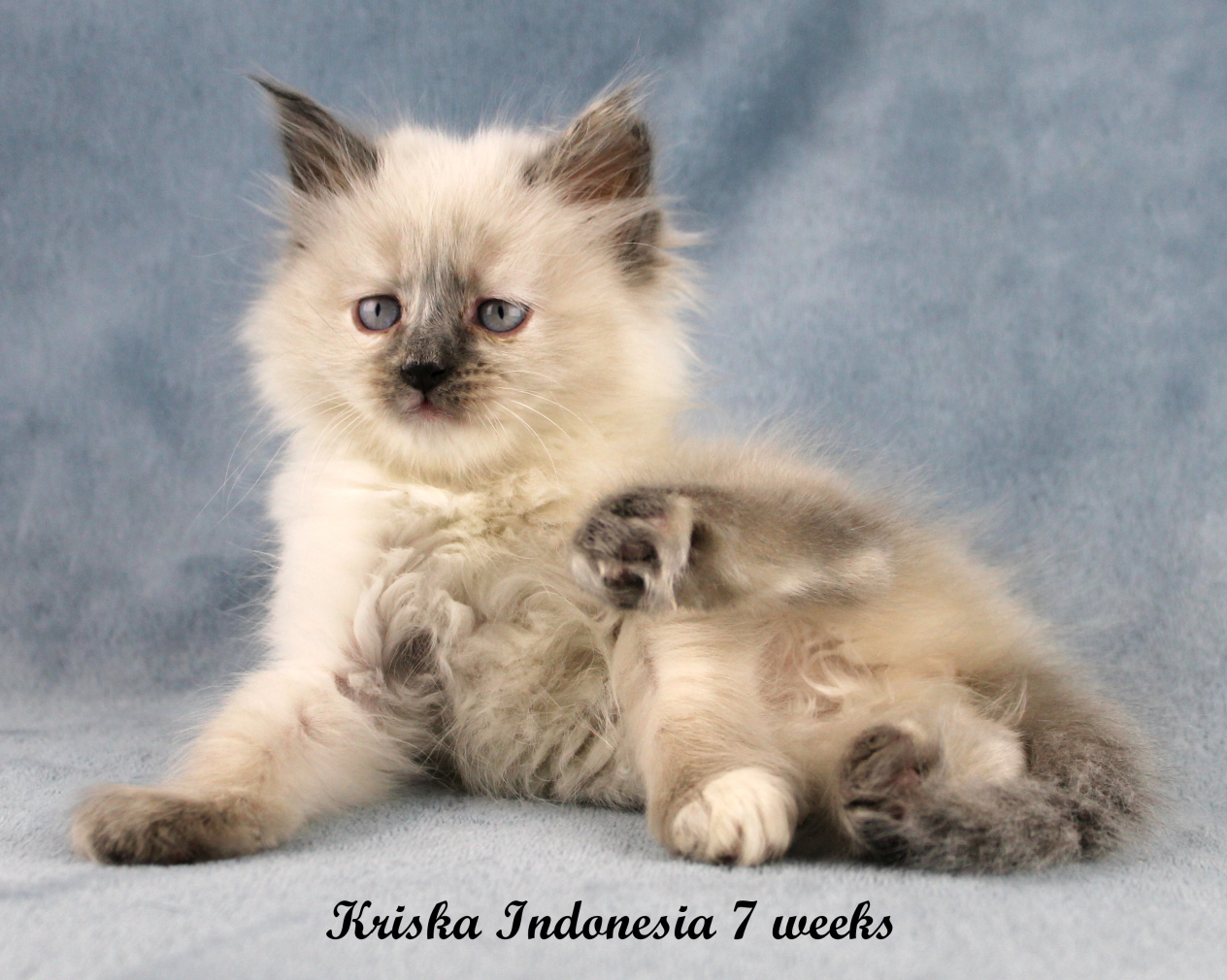 Kriska Indonesia Chernushka – Kriska Siberians