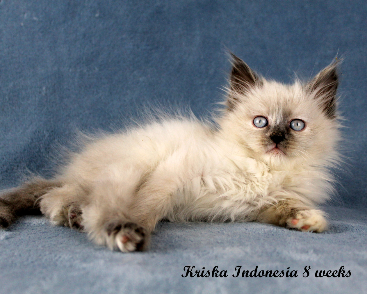 Kriska Indonesia Chernushka – Kriska Siberians