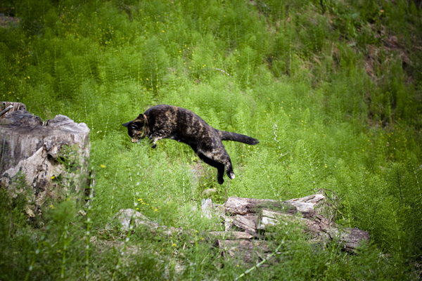 my cat Brain | poo on a stick