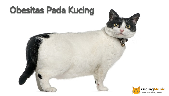 Kucing Susah BAB (Sembelit): Penanganan dan Pencegahan » KucingMania