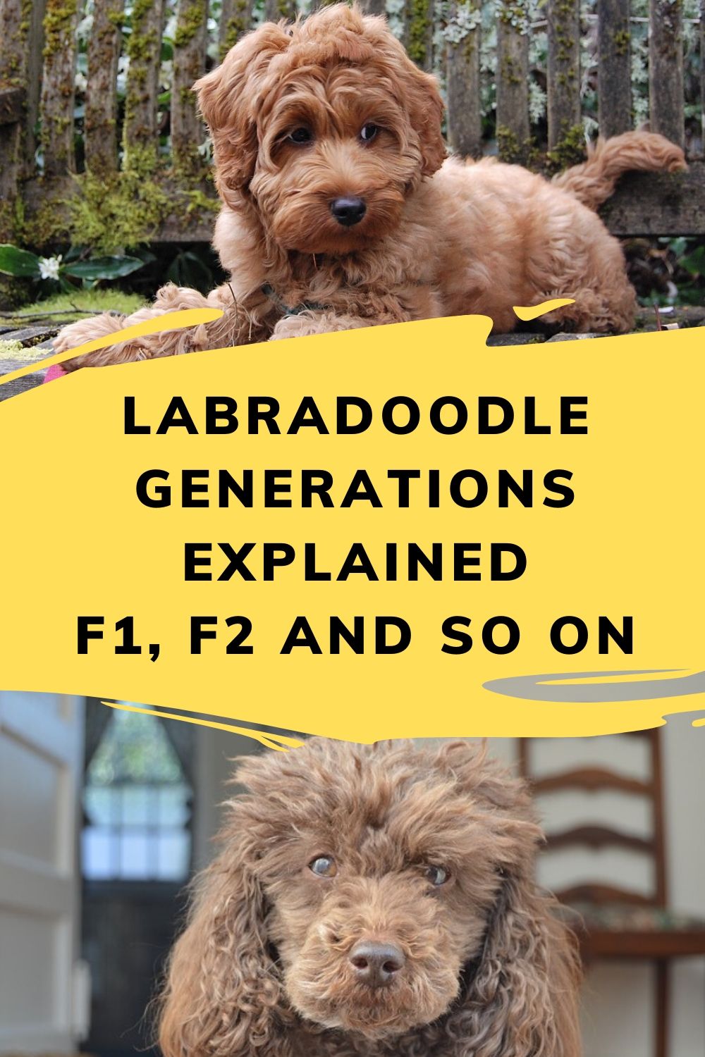 Labradoodle Generations Explained - F1, F1B, F2 And So On