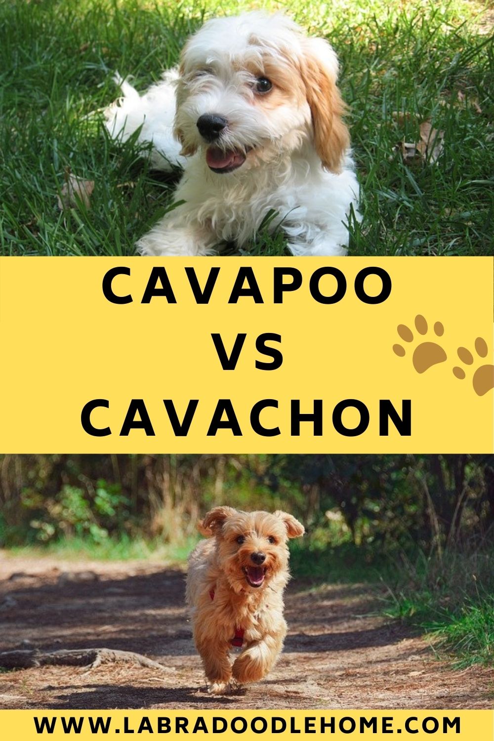 How Tall Is A Cavapoochon