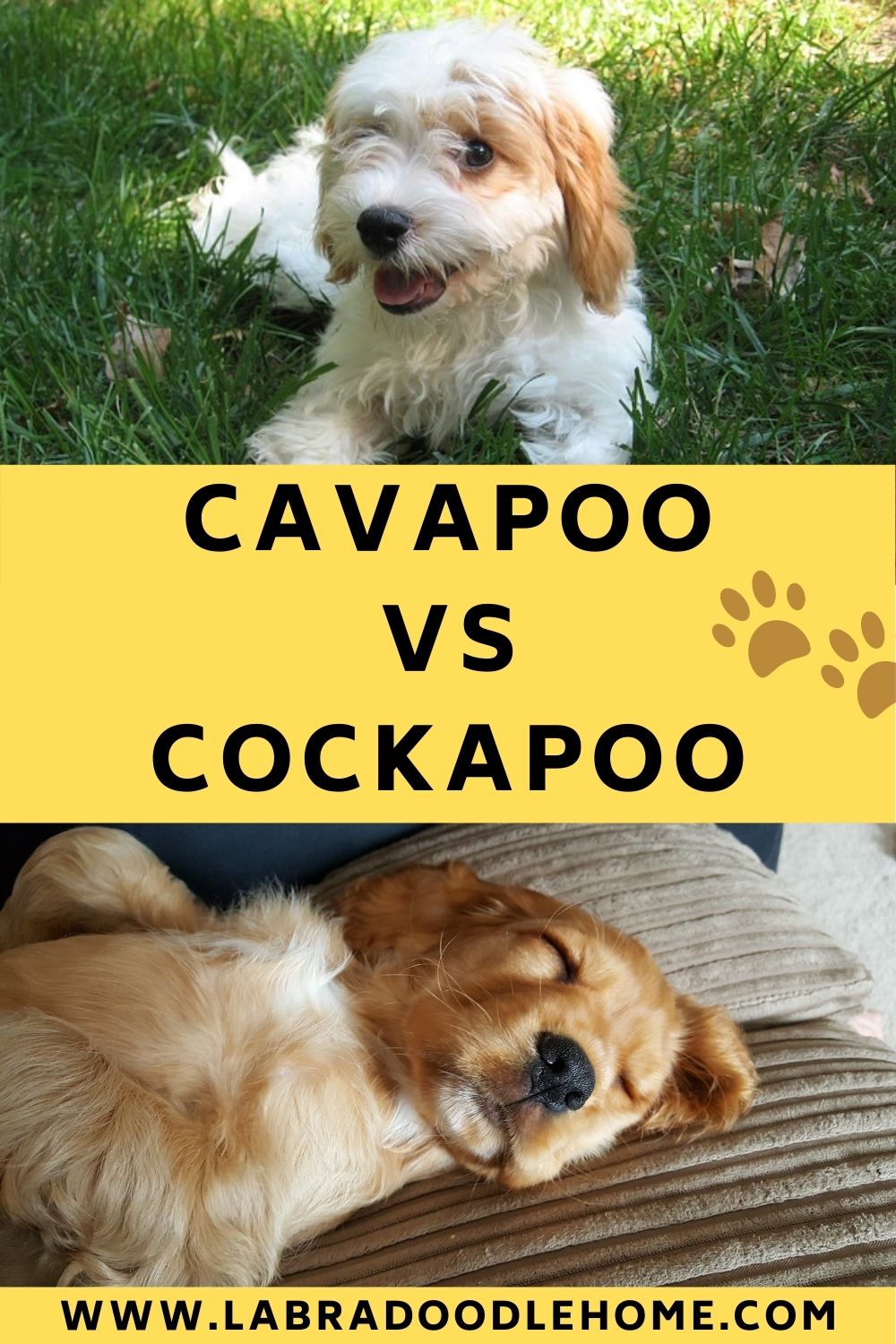 What Is The Difference Between A Cockapoo And A Cavapoo