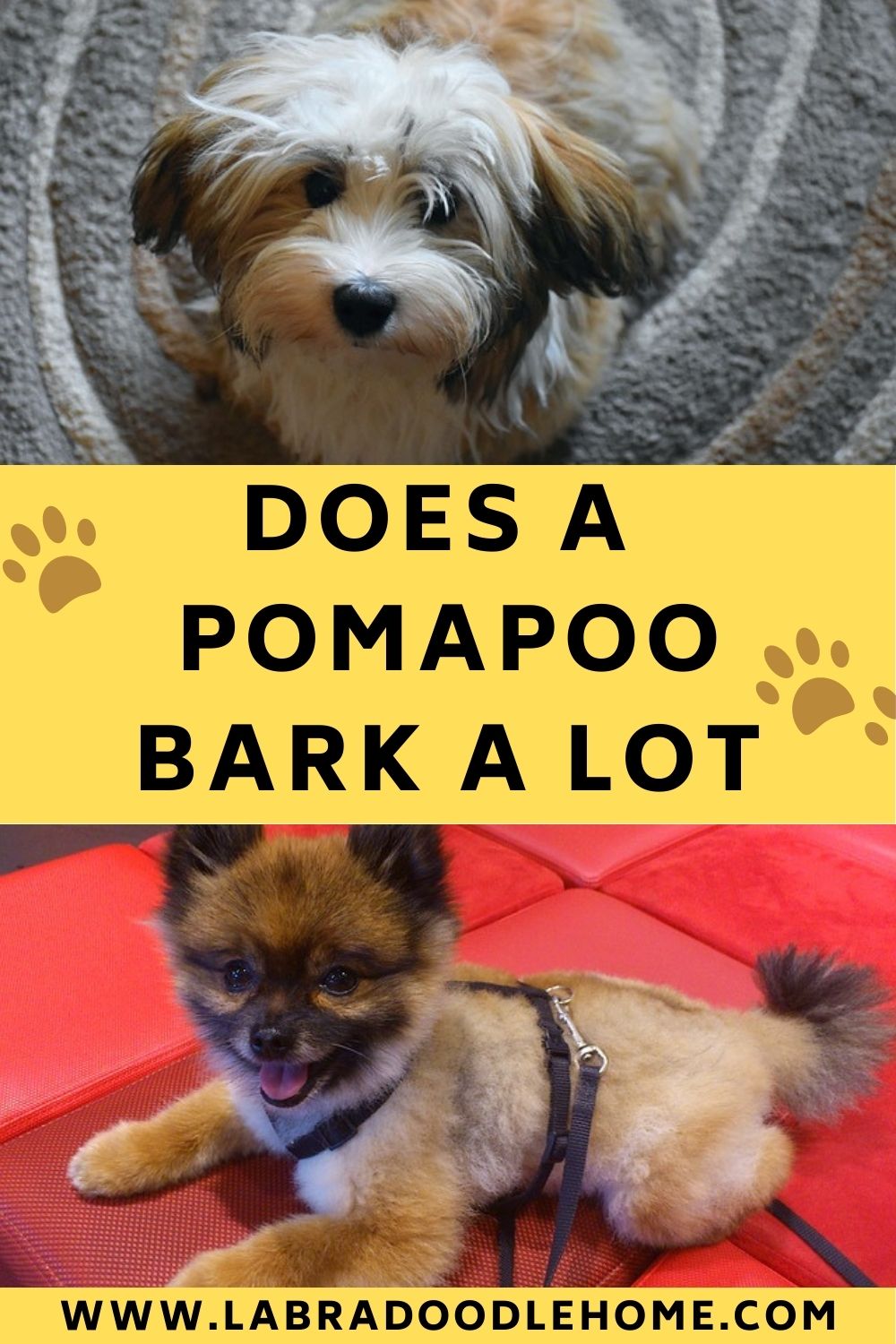 Pomapoo Barking - Do Pomapoos Bark A Lot? - Labradoodle Home